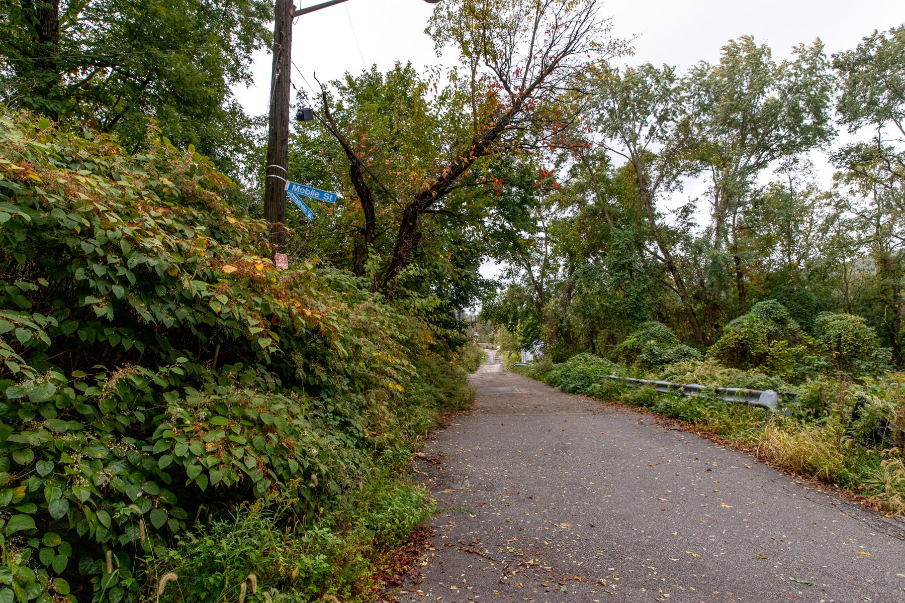 Pittsburgh’s uneven canopy begs question: Can the city achieve tree ...